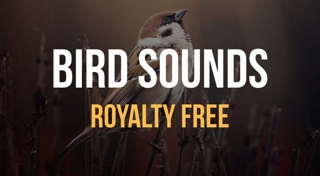 Bird Sounds - TunePocket Royalty Free Sound Effects