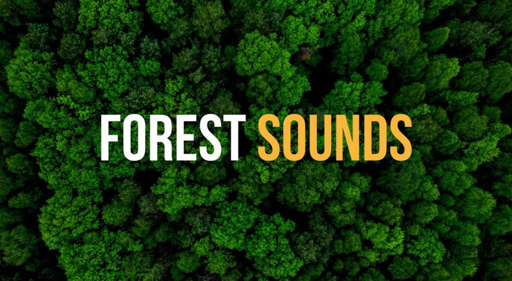 Forest Sounds - TunePocket