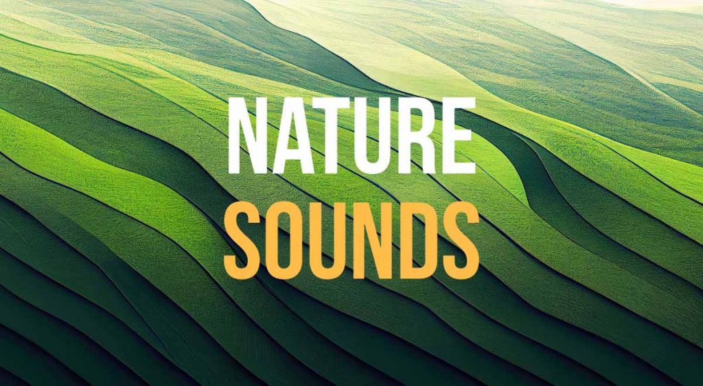 Bird Sounds - TunePocket Royalty Free Sound Effects