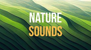 Ambient Sounds - TunePocket Royalty Free Sound Effects